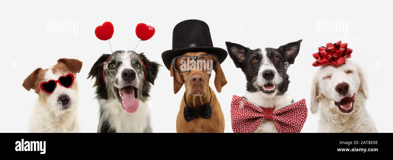banner five dogs celebrating valentine's day with a red ribbon on head ...