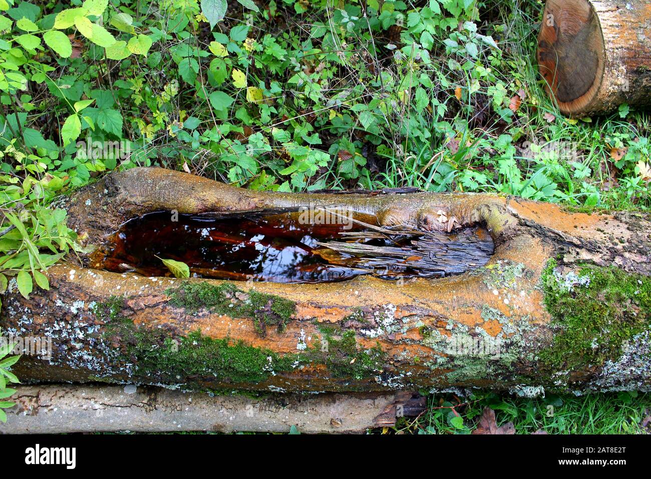 Tree surrounded by water hi-res stock photography and images - Alamy