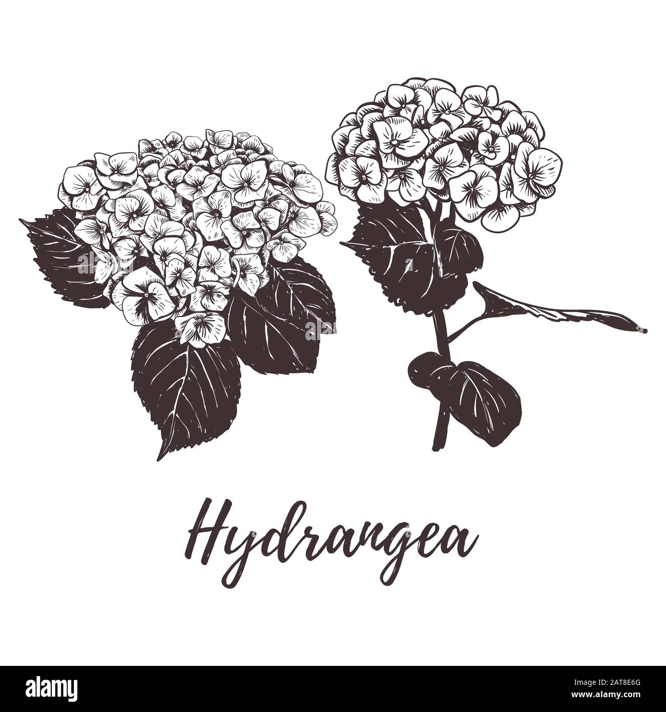 Hydrangea flower vector illustration Stock Vector Image & Art - Alamy