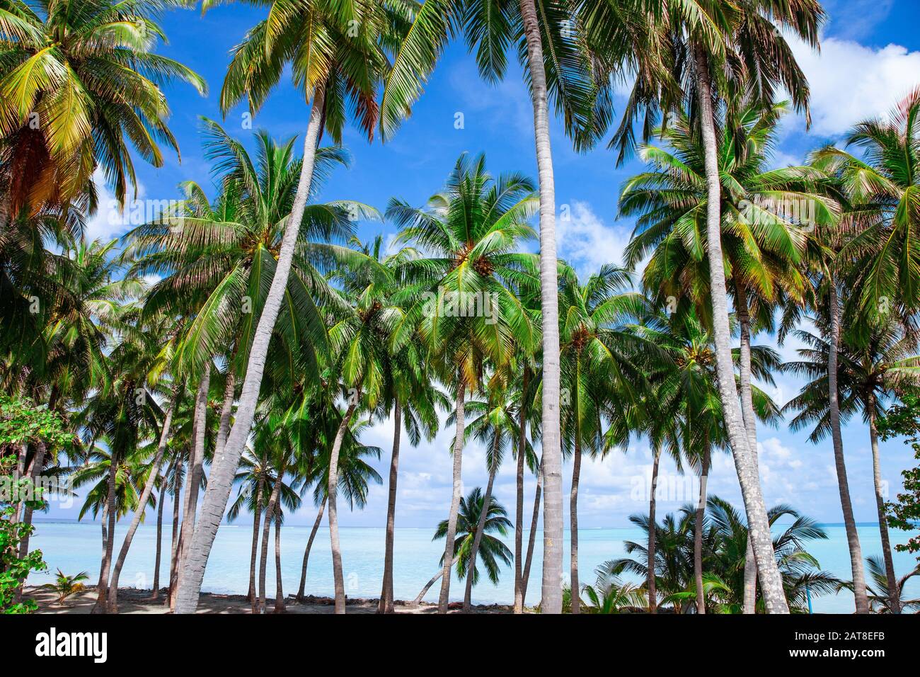 Green fresh bright coconut top palm leaves Stock Photo - Alamy