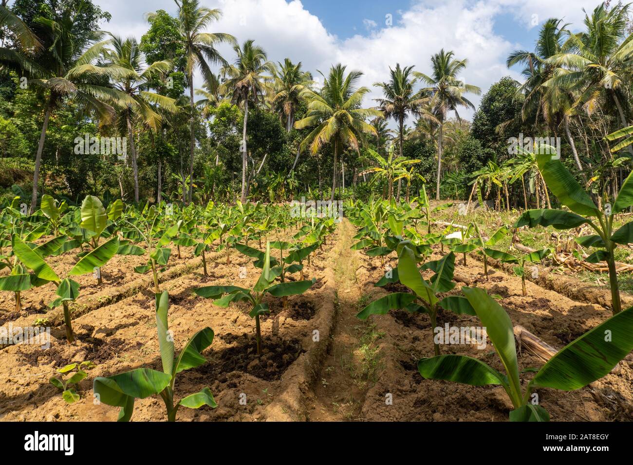 Banana plantation. Banana Farm. Young banana plants in rural farm Stock ...