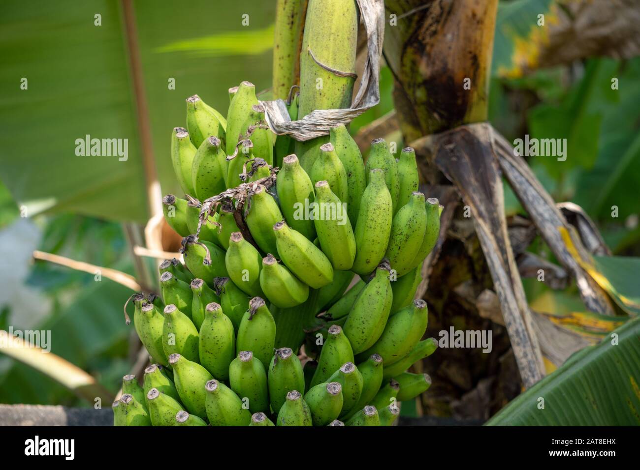 Asian banana farmer hi-res stock photography and images - Alamy