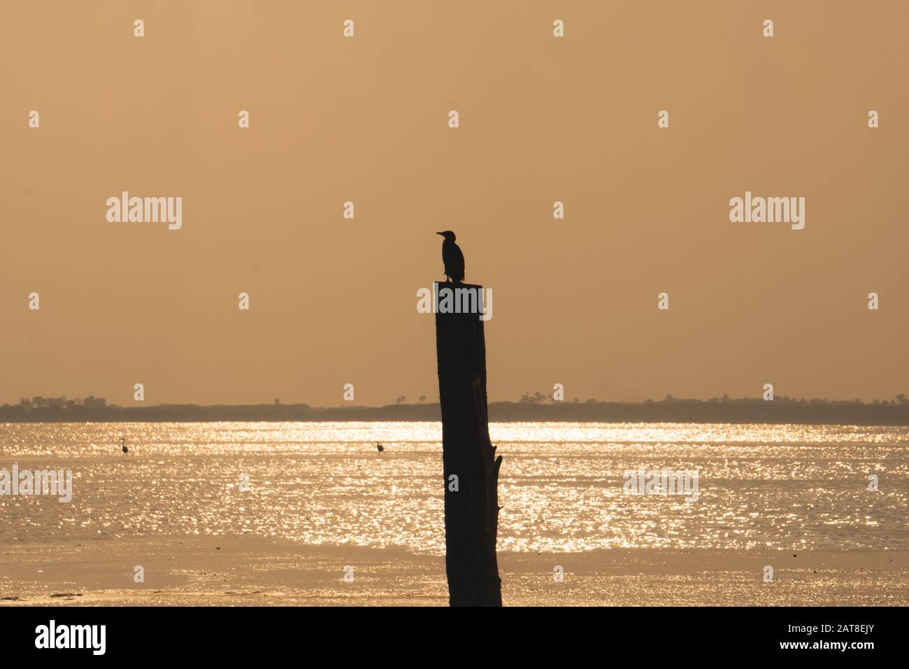 Bird sitting alone on a wood log Stock Photo - Alamy