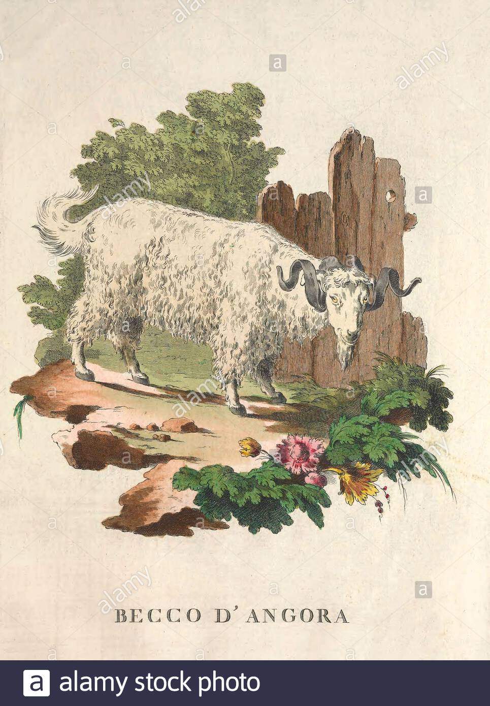 Goat drawing hi-res stock photography and images - Alamy