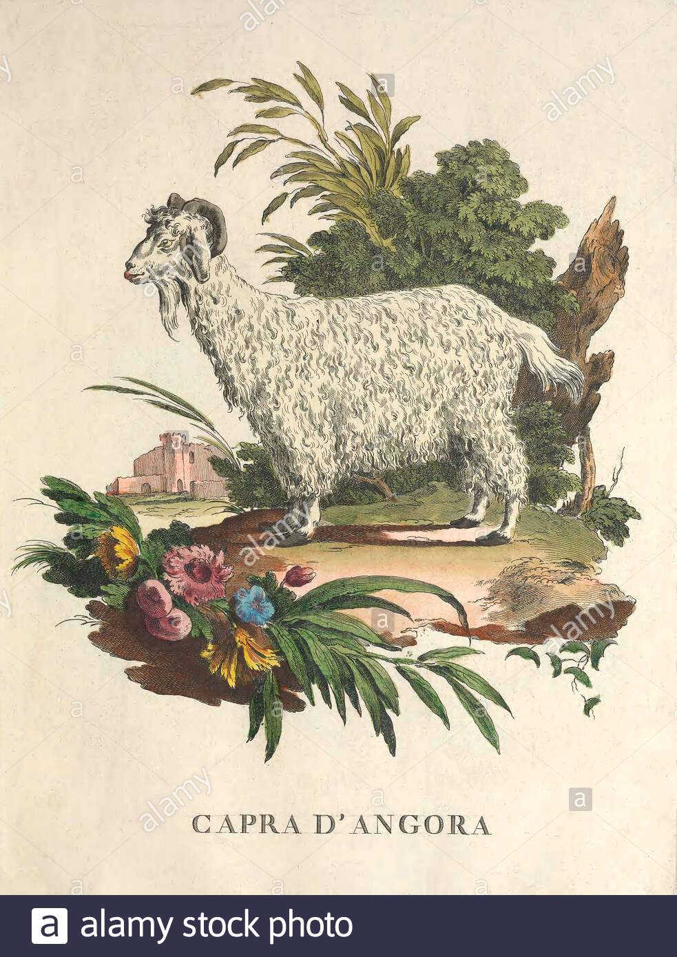 Angora Goat, vintage colour illustration from 1771 Stock Photo - Alamy