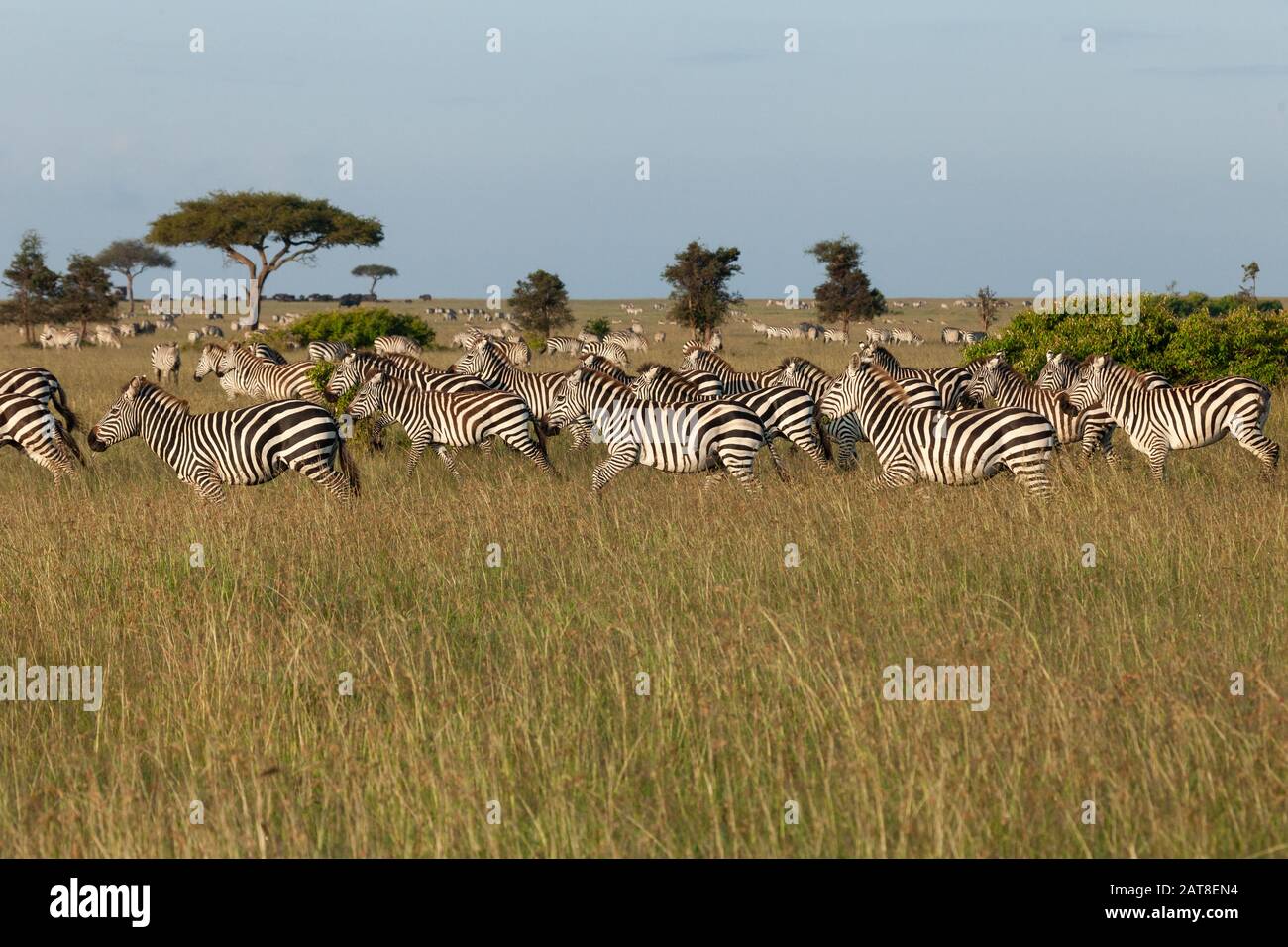 zebra on the savannah Stock Photo - Alamy