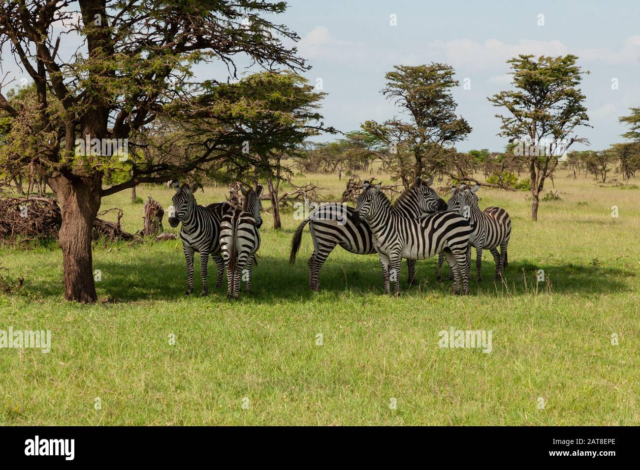 zebra on the savannah Stock Photo - Alamy