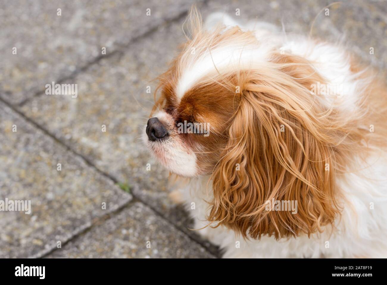 Blenheim cavalier king charles spaniel hi-res stock photography and ...