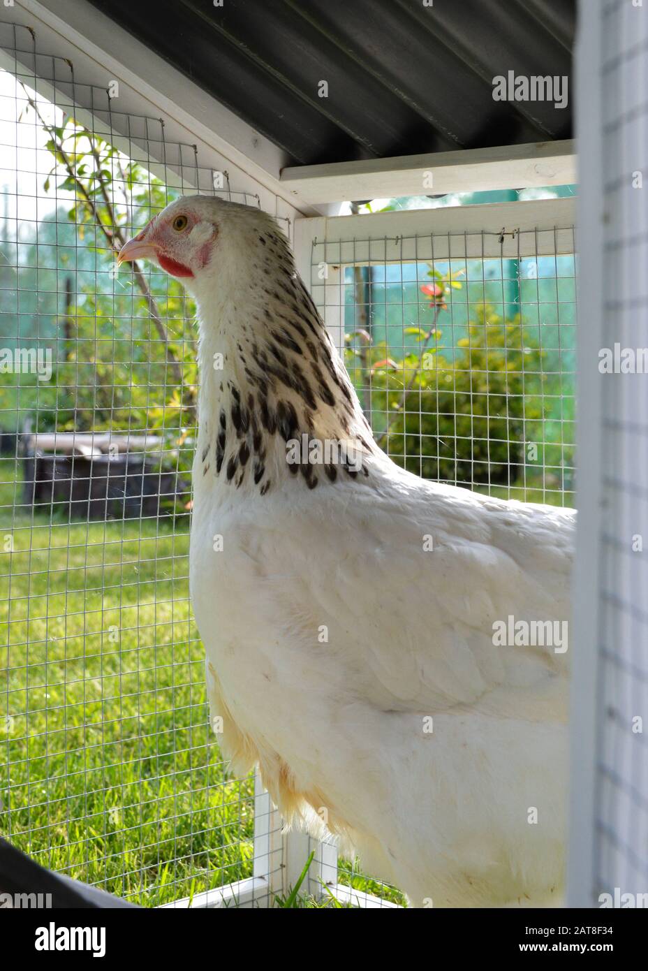 Hen house hi-res stock photography and images - Alamy