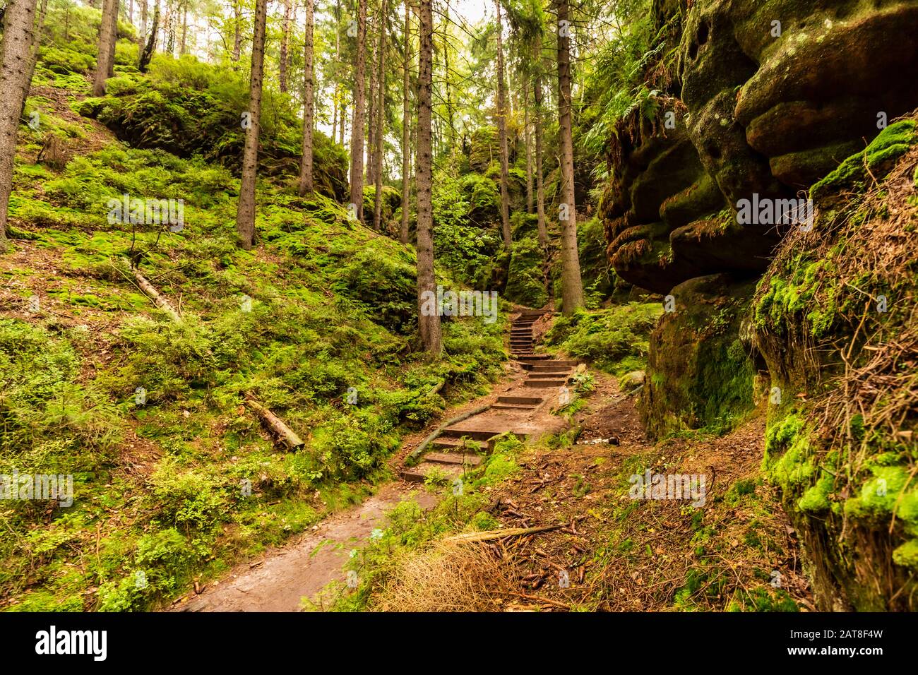 A footpath leads through the jungle, past rock monuments Stock Photo ...