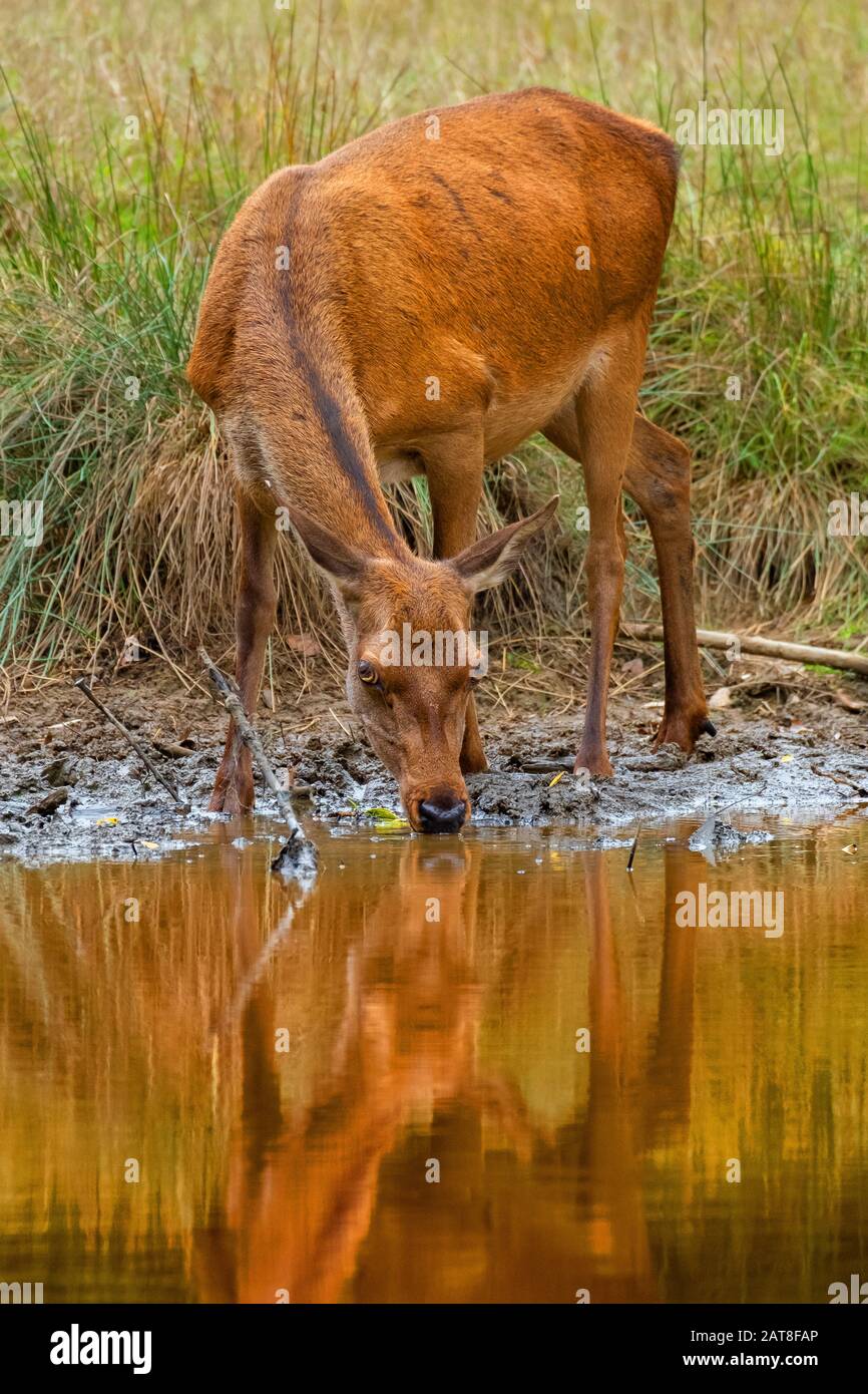 Deer drinking water hi-res stock photography and images - Alamy