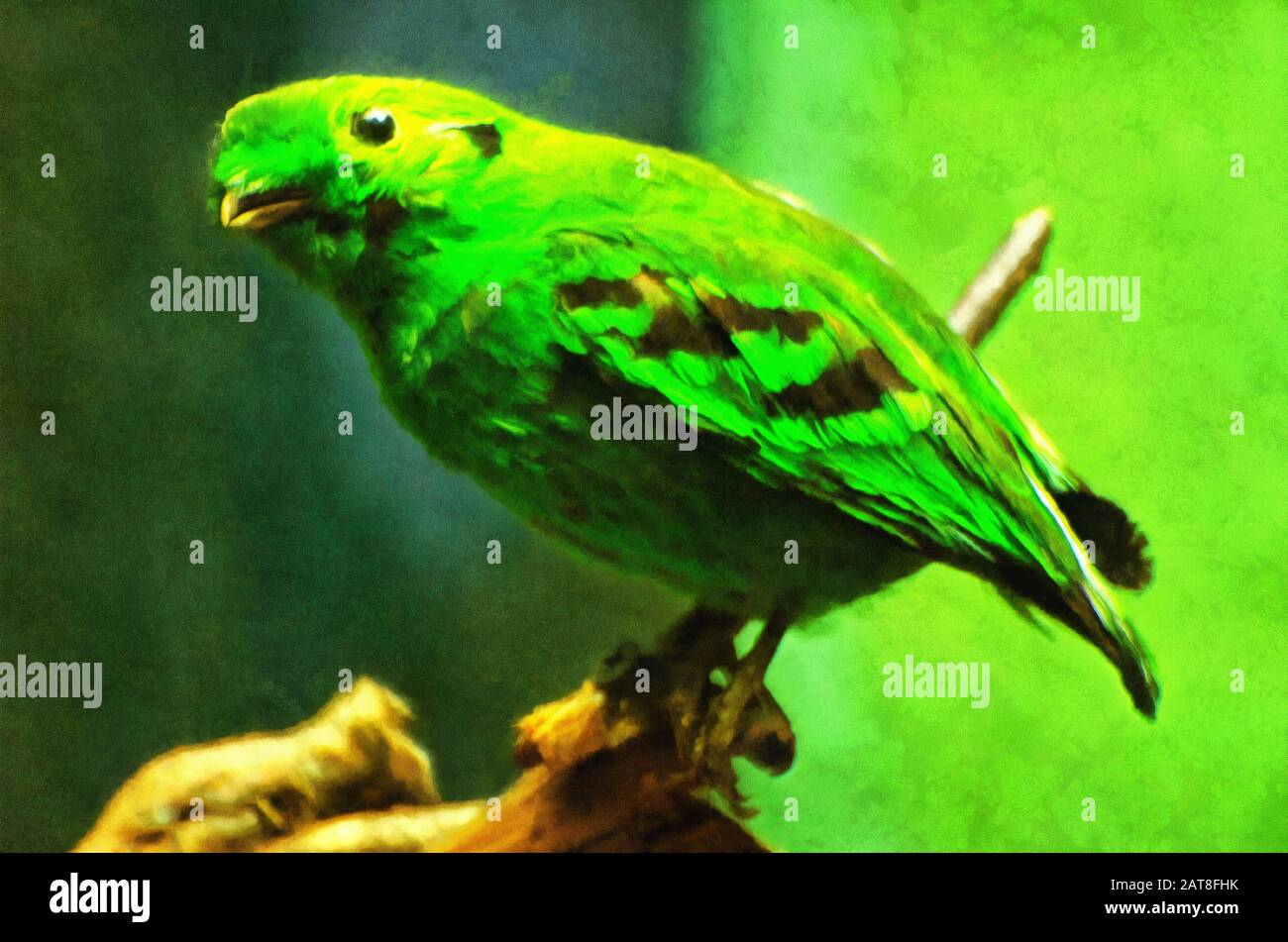 Birds illustrations, animals image,Great green hornbeak, Calyptomena ...