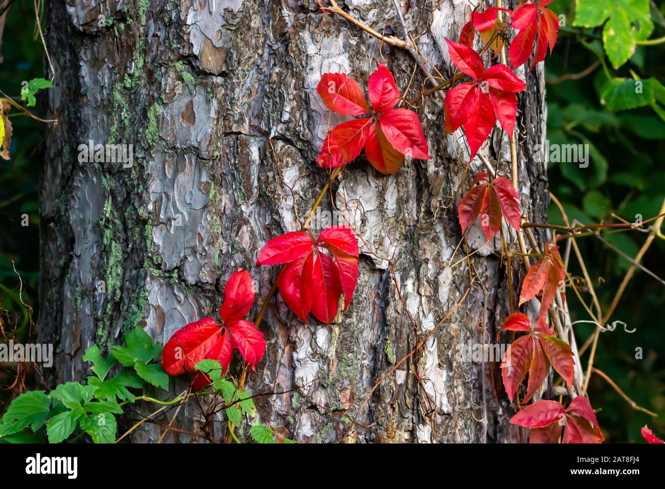 Wild wine, colored autumn red, across the bark of a tree Stock Photo ...