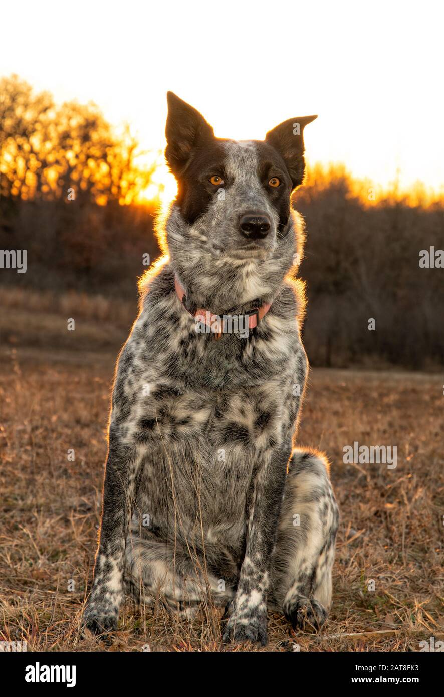 Dog outside at sunset hi-res stock photography and images - Alamy