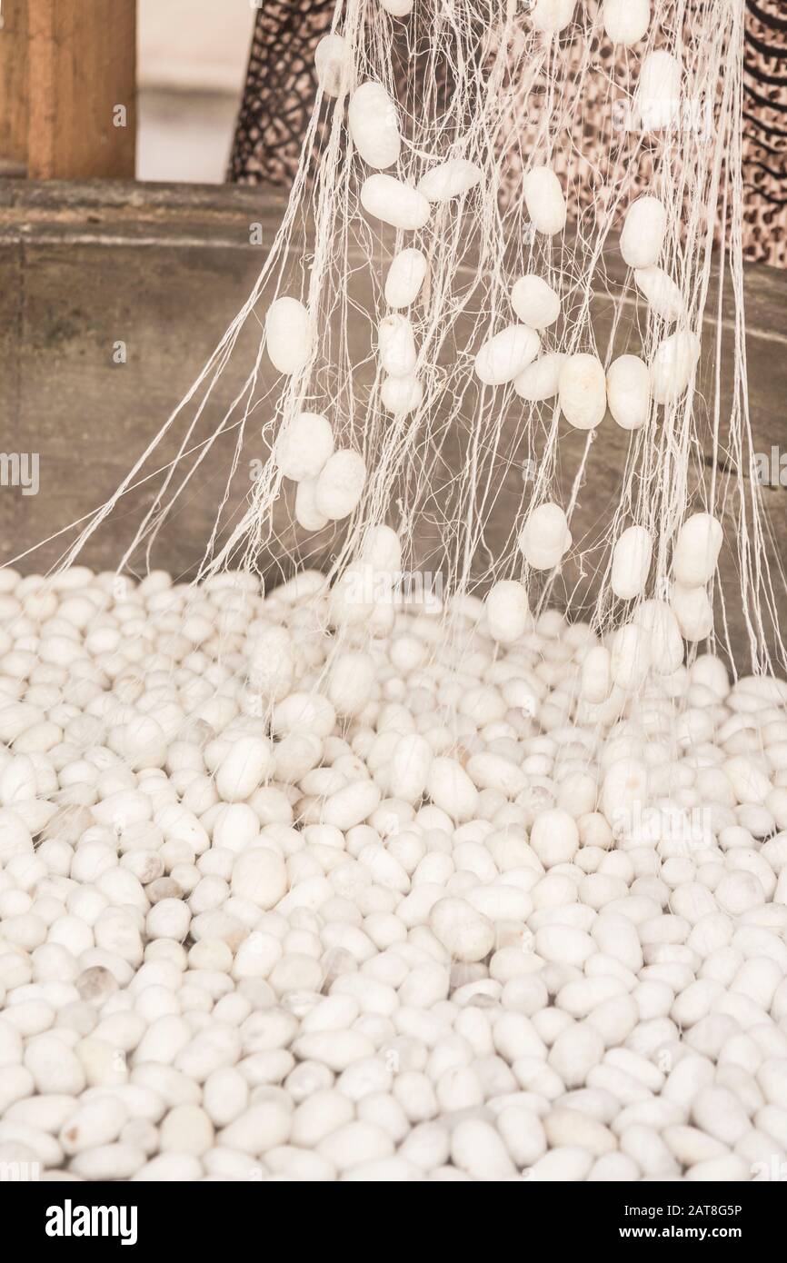 closeup boiling silkworm cocoons to produce silk rope Stock Photo - Alamy
