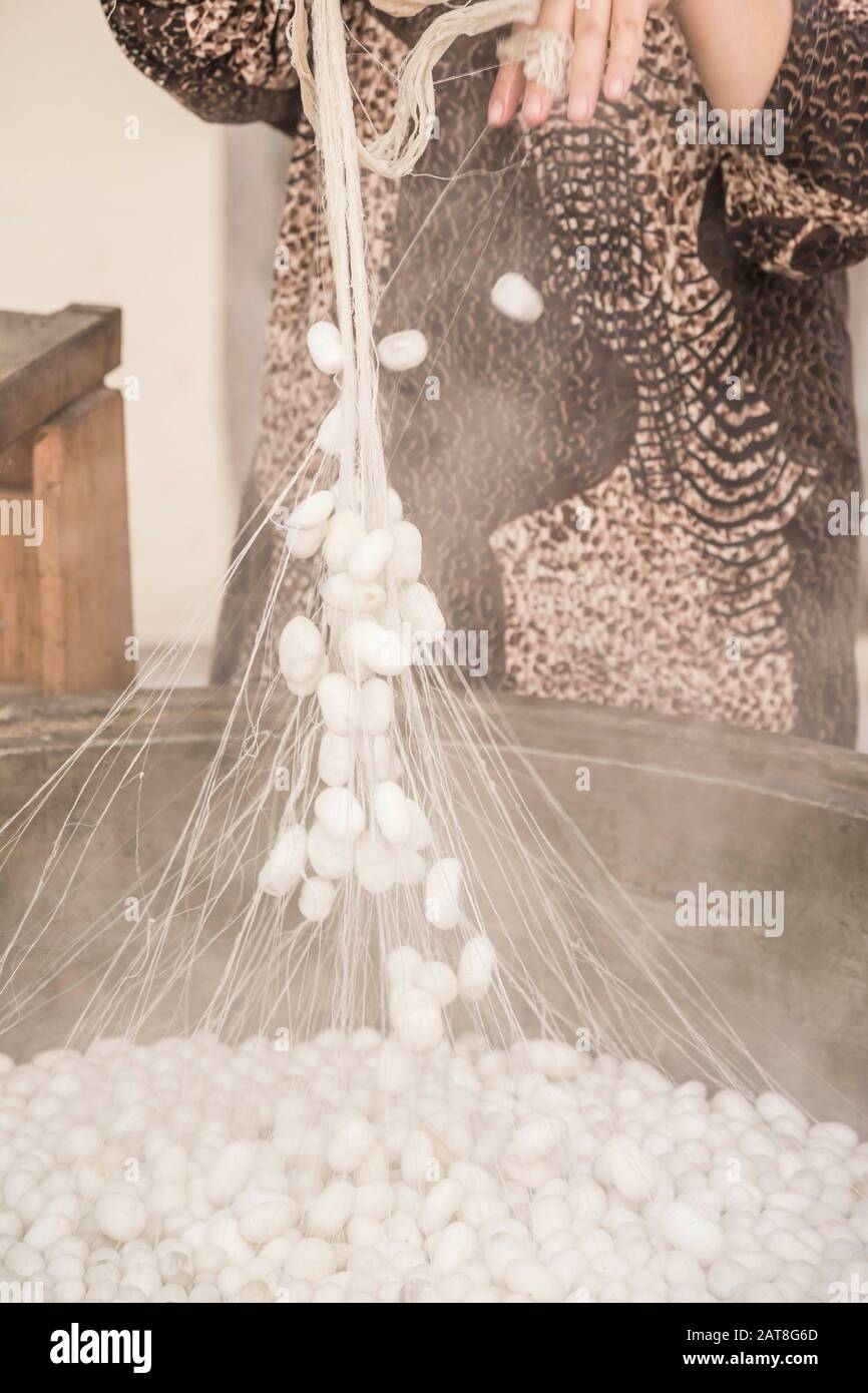 a hand holding boiling silkworm cocoons to produce silk rope Stock ...