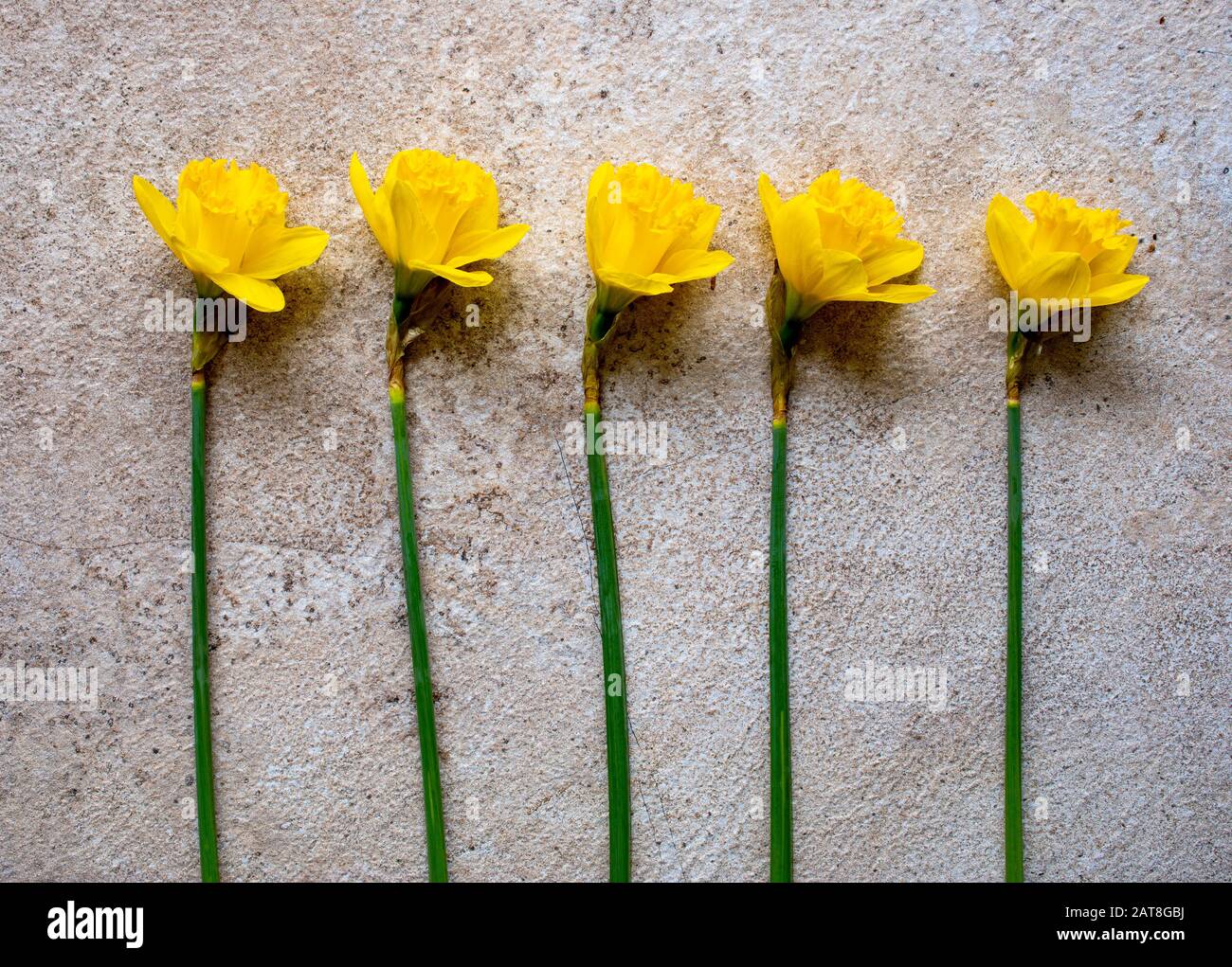 St Davids Day Daffodils Stock Photo - Alamy