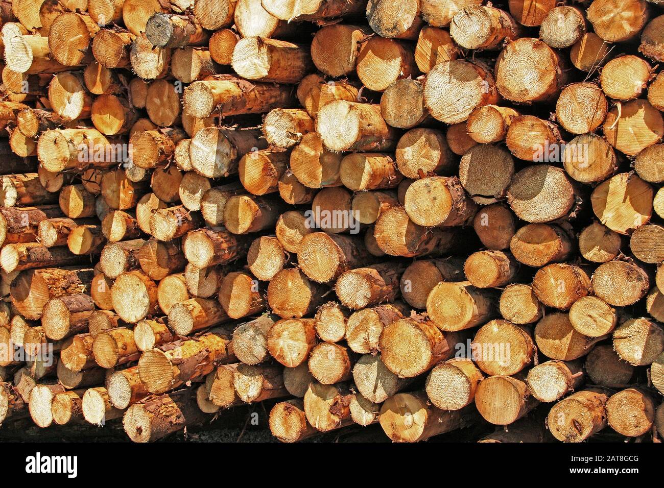 Cut and stacked logs at a timber processing factory Stock Photo - Alamy