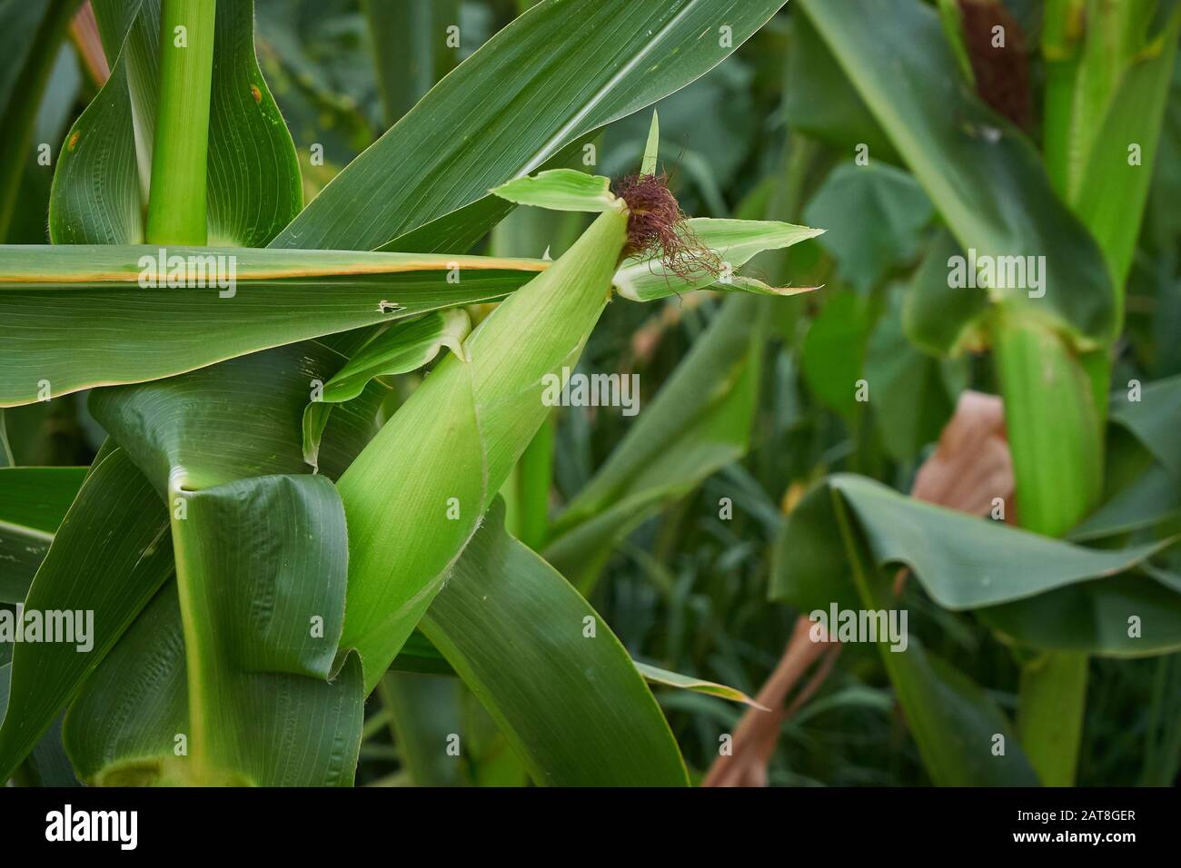 Plant Corn on the Cob Stock Photo - Alamy