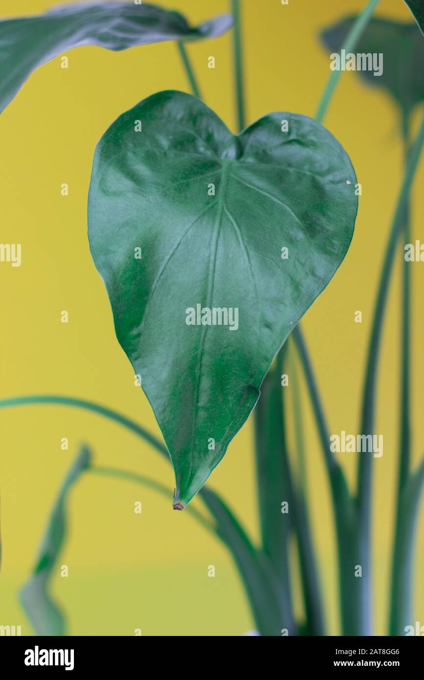 Heart shaped leaf texture. Philodendron plant on yellow background ...