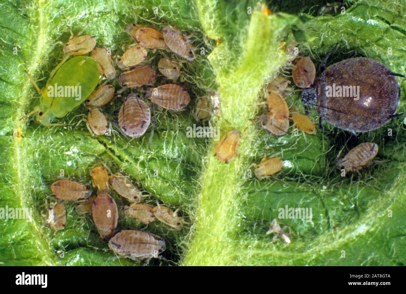 Apple leaf curling aphid (Dysaphis devecta) & apple aphid (Aphis pomi ...