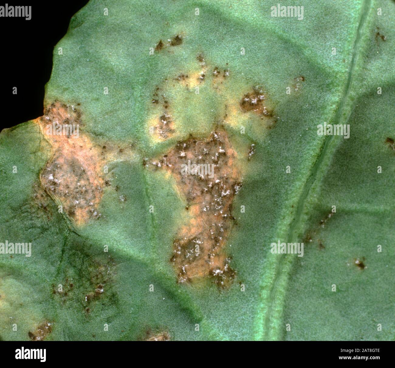 Downy mildew (Hyaloperonospora parasitica) disease infection and ...