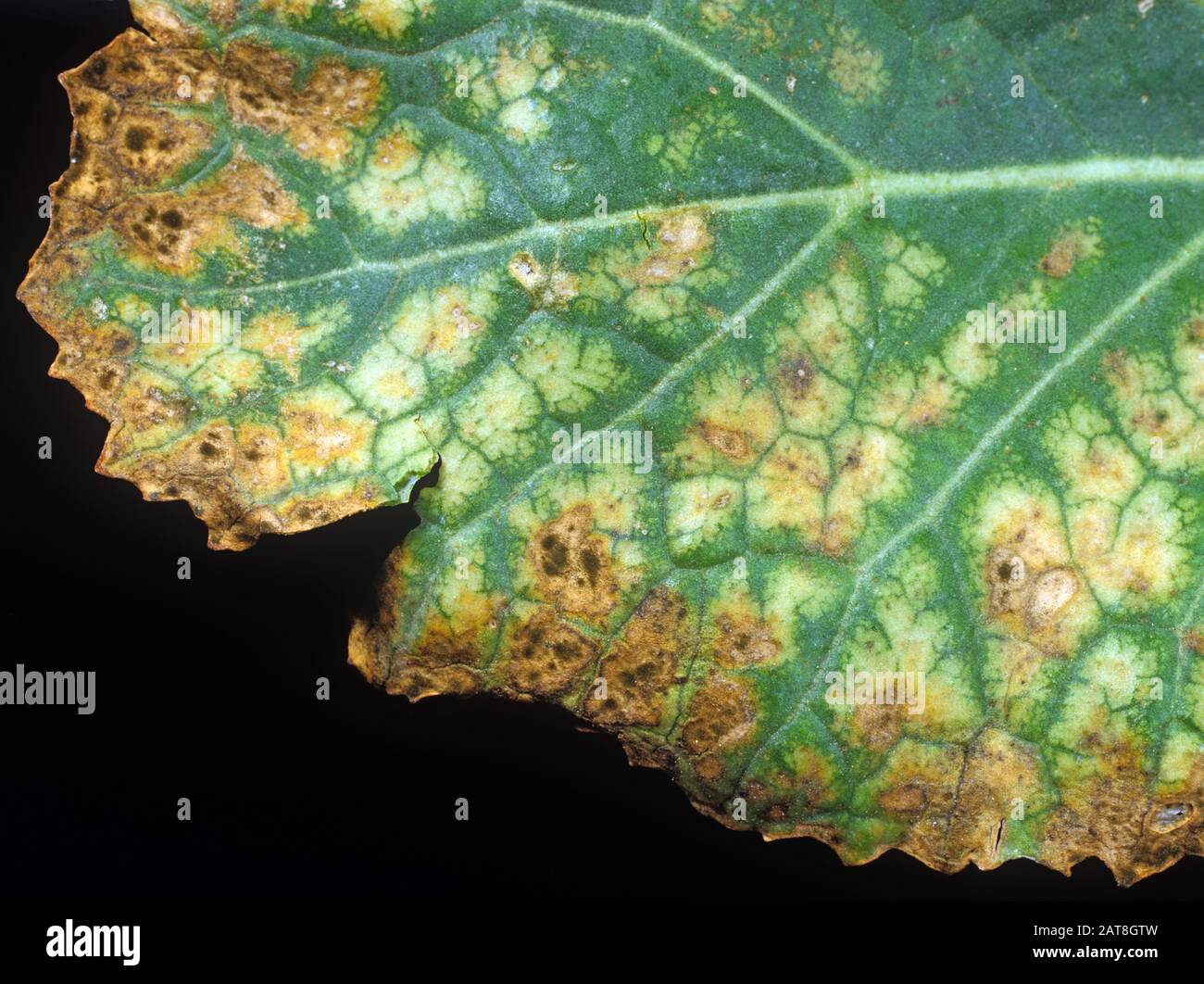 Severe symptoms, chlorosis and necrosis, caused by magnesium deficiency ...