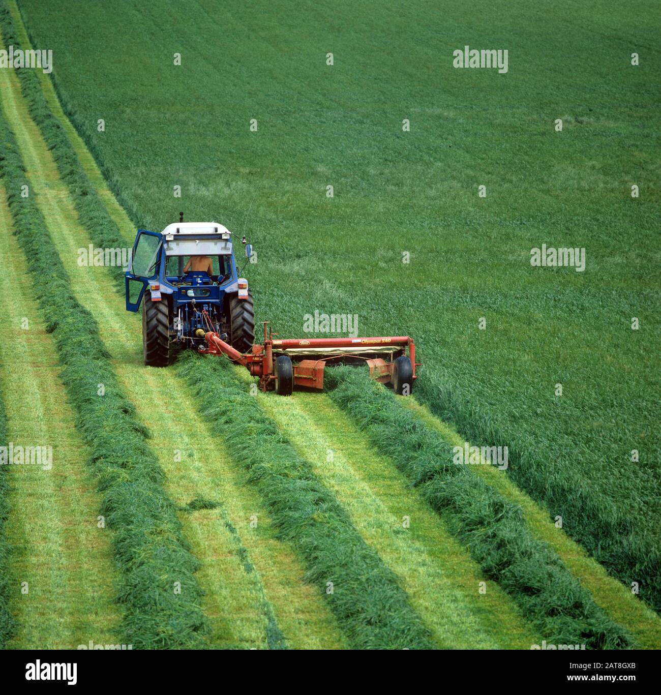 Ford tractor with Vicon Olympus mower mowing lush ryegrass ley in rows ...