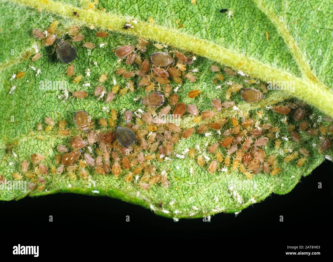 Infestation of rosy apple aphids (Dysaphis plantaginea) infestation on ...