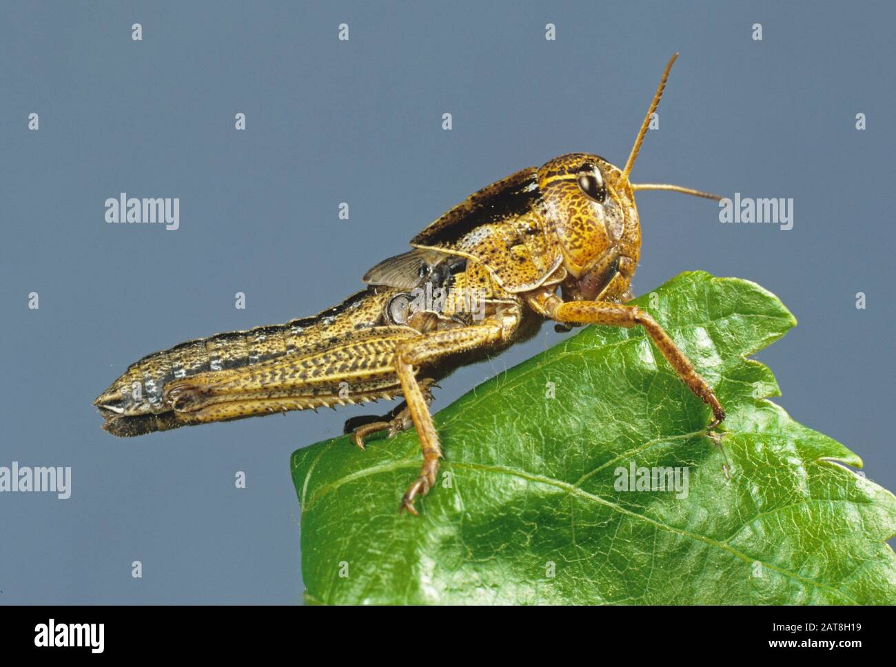 Locusta hi-res stock photography and images - Alamy