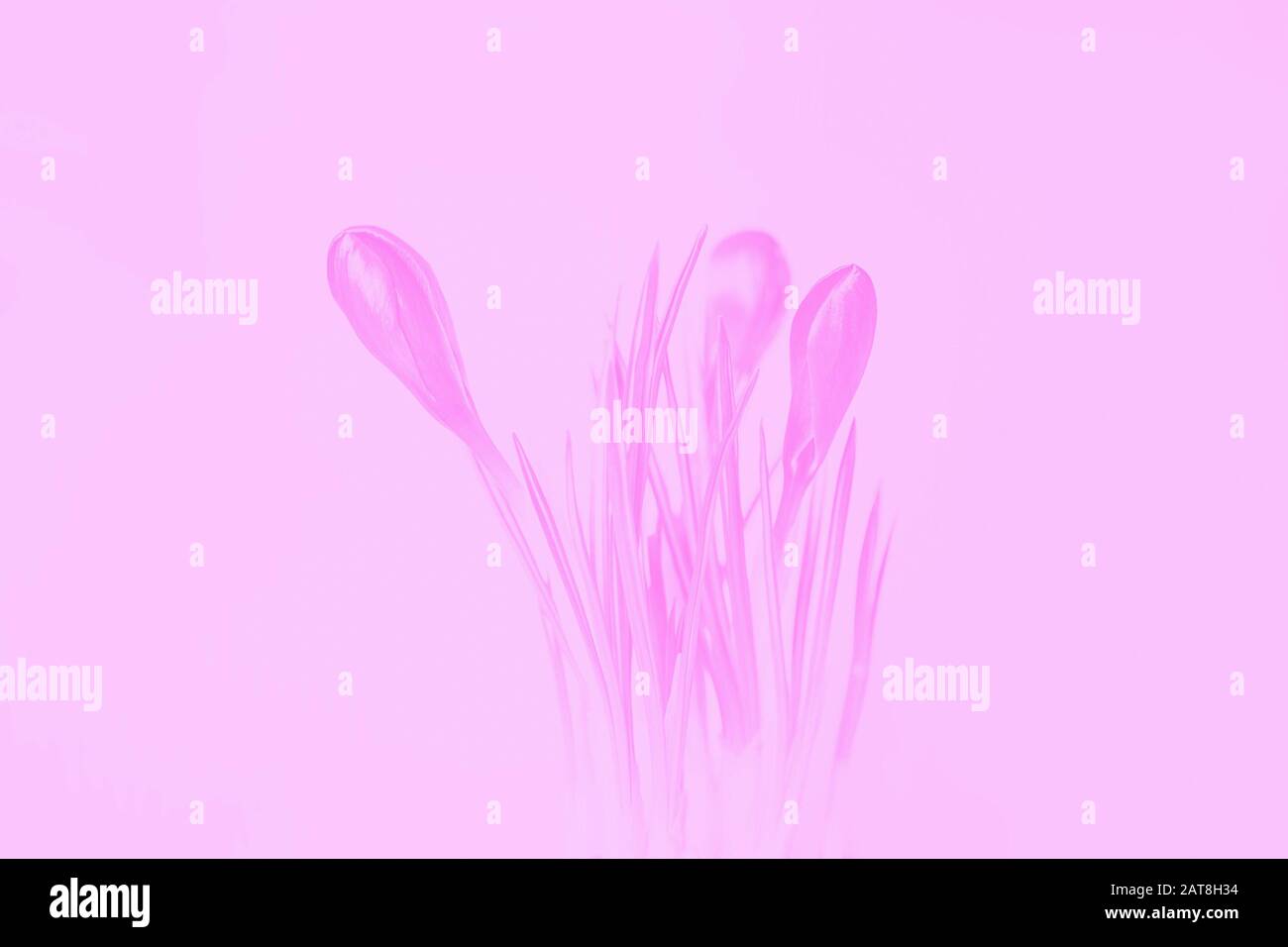 Spring flowers crocuses on the pale pink background. Pastel colors ...