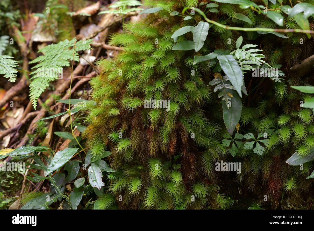 Yakushima, Island, Japan, ferns and moss in the forest Stock Photo - Alamy
