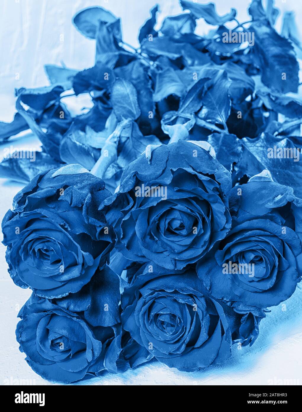 Flat lay rose flowers toned in classic blue color - color of the year ...