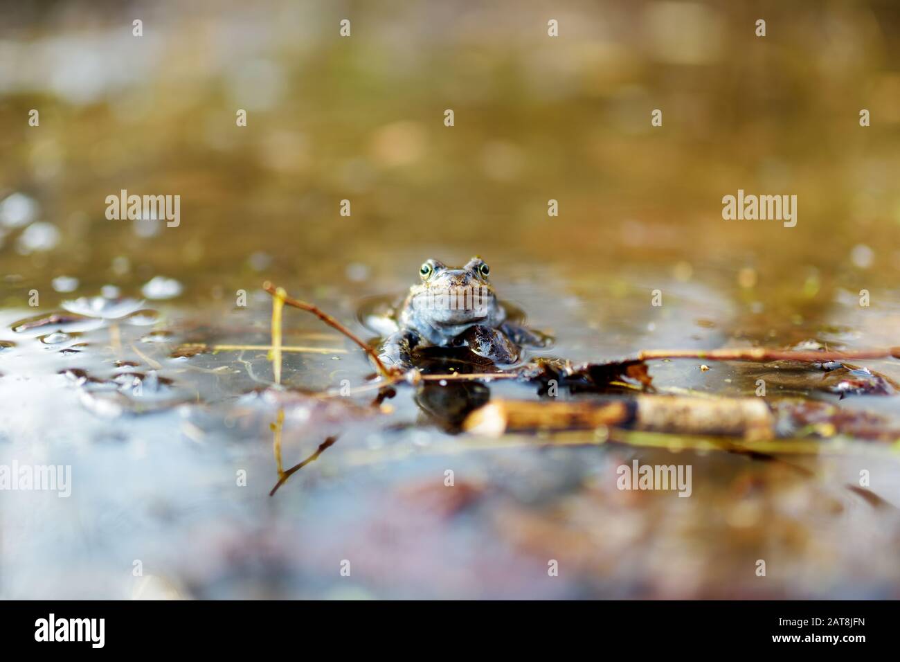 Common green frog in water on springtime. Beautiful wildlife Stock ...