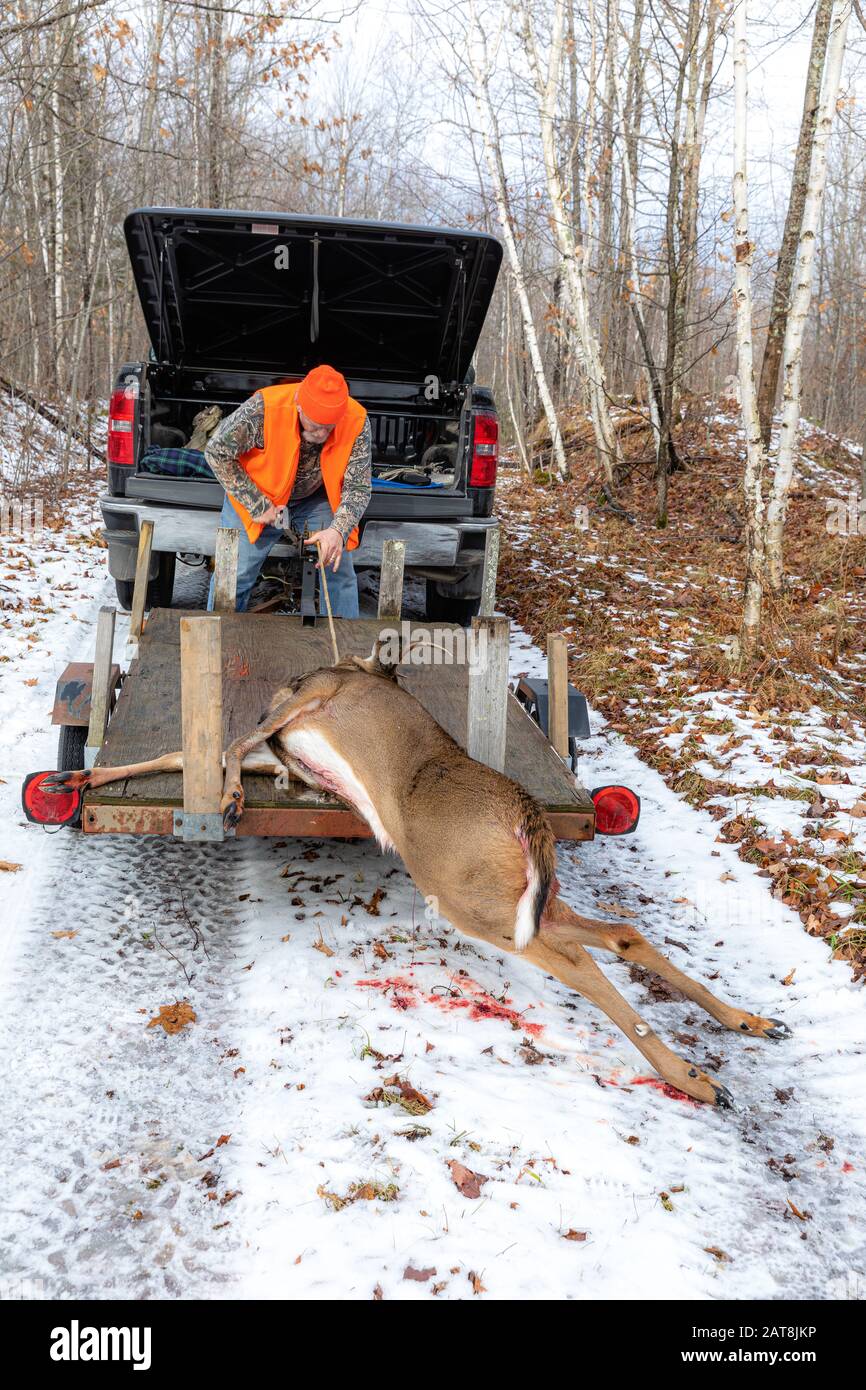 Wisconsin deer hunter using a winch to load a white-tailed buck onto a ...