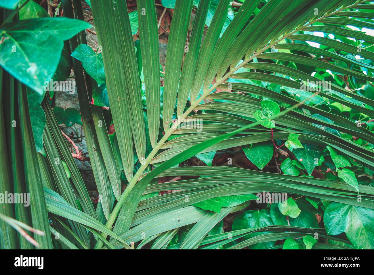 Green garden plants in a natural environment in Mallorca, Spain Stock ...