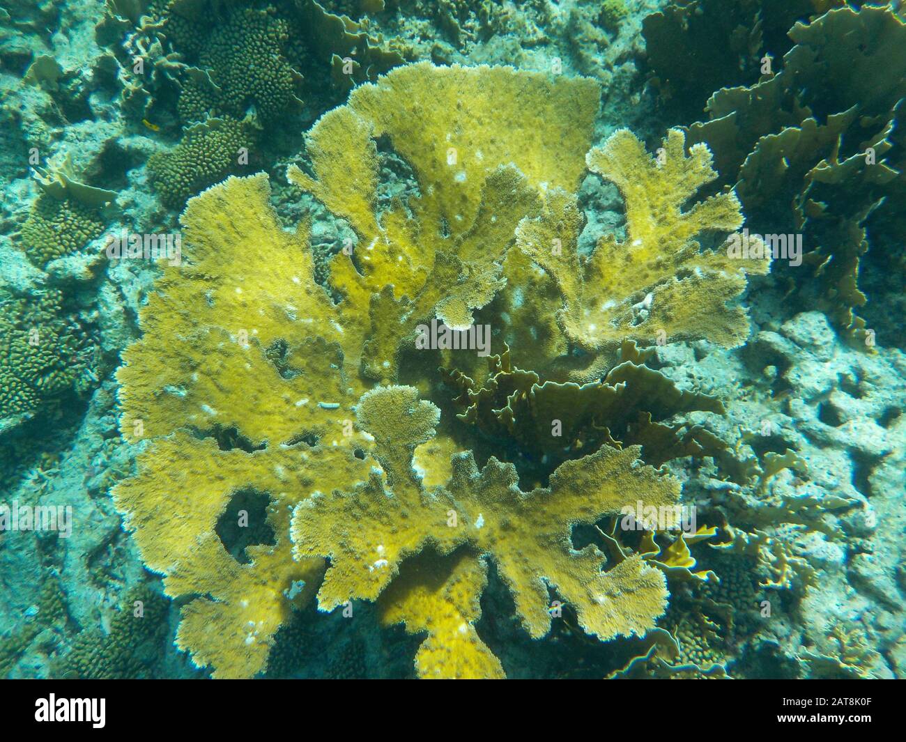 White coral rock hi-res stock photography and images - Alamy