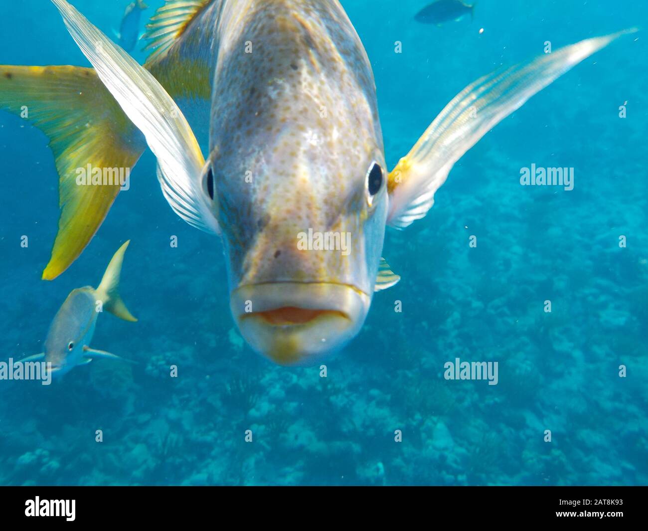 Friendly fish hi-res stock photography and images - Alamy