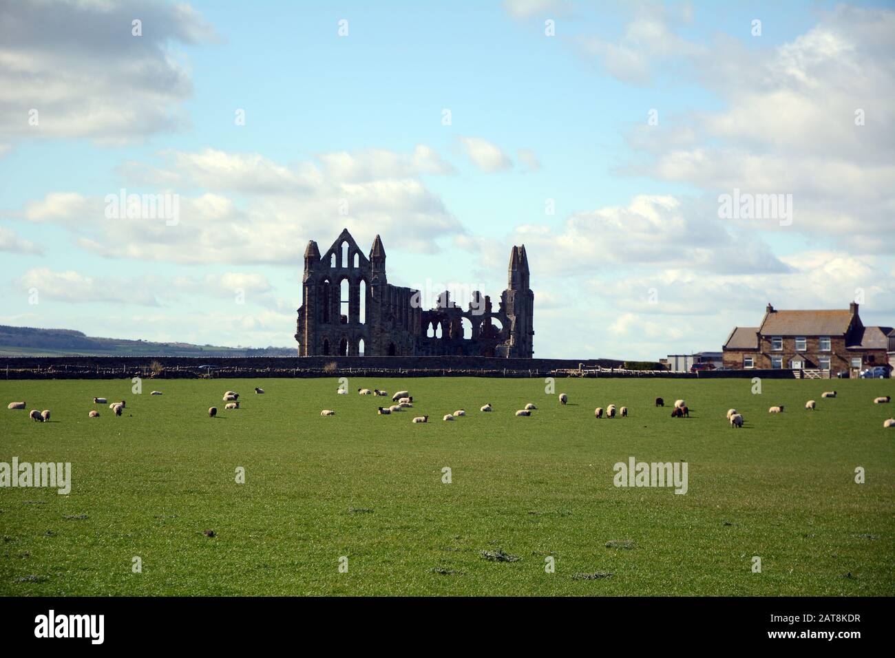 Grazing sheep and the ruins of Whitby Abbey as seen along the Cleveland ...