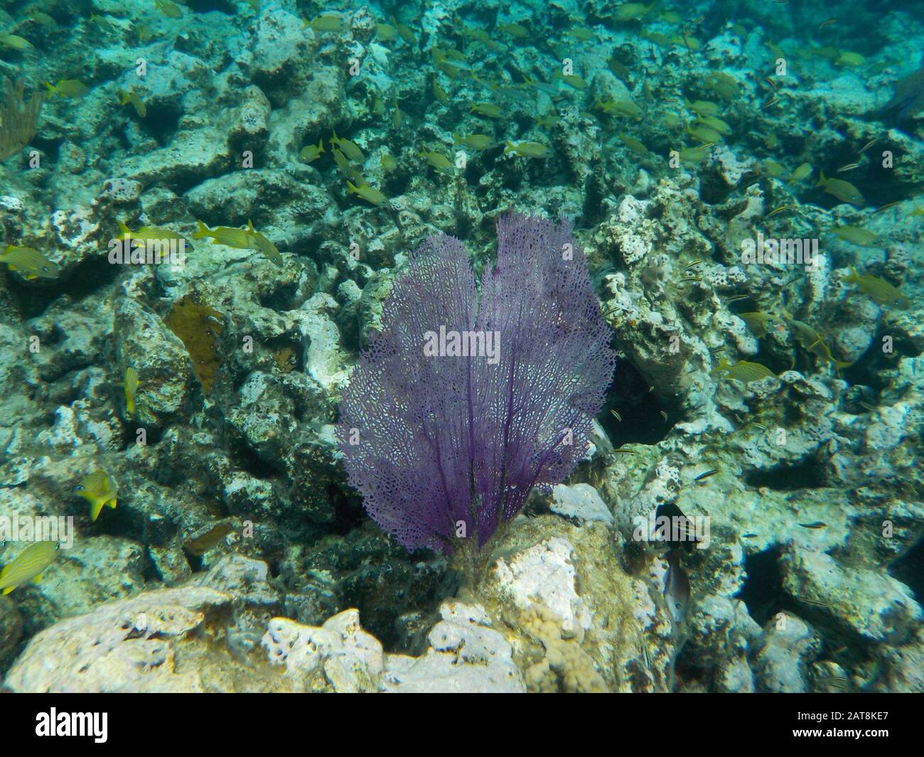 Deep purple fan coral Stock Photo - Alamy