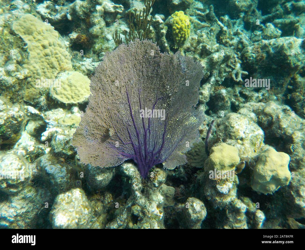 Light purple fan coral Stock Photo - Alamy