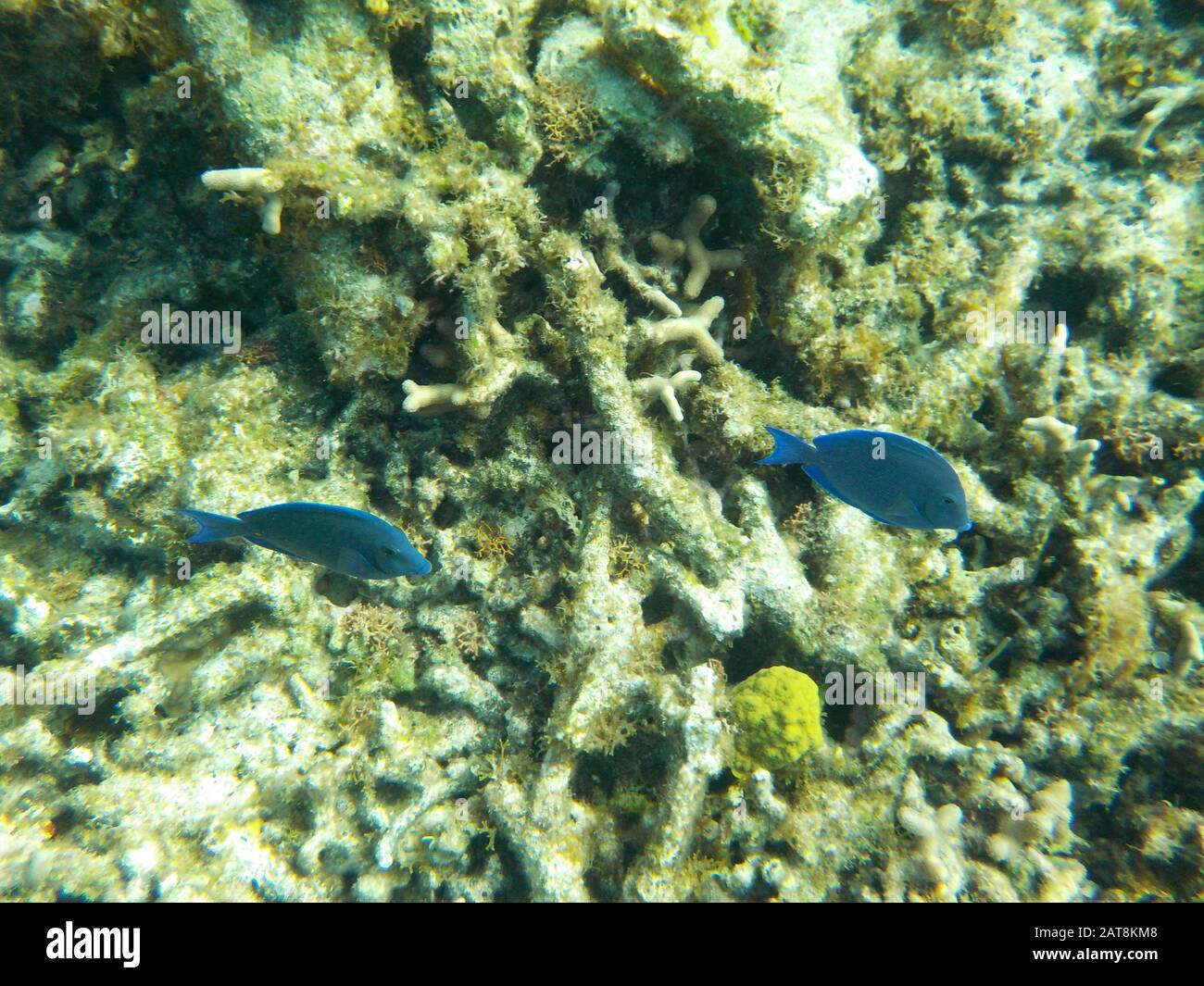 Two tropical blue fish Stock Photo - Alamy