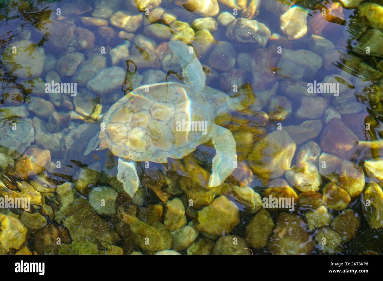Close up of albino sea turtle. White sea turtle swimming in clear water ...