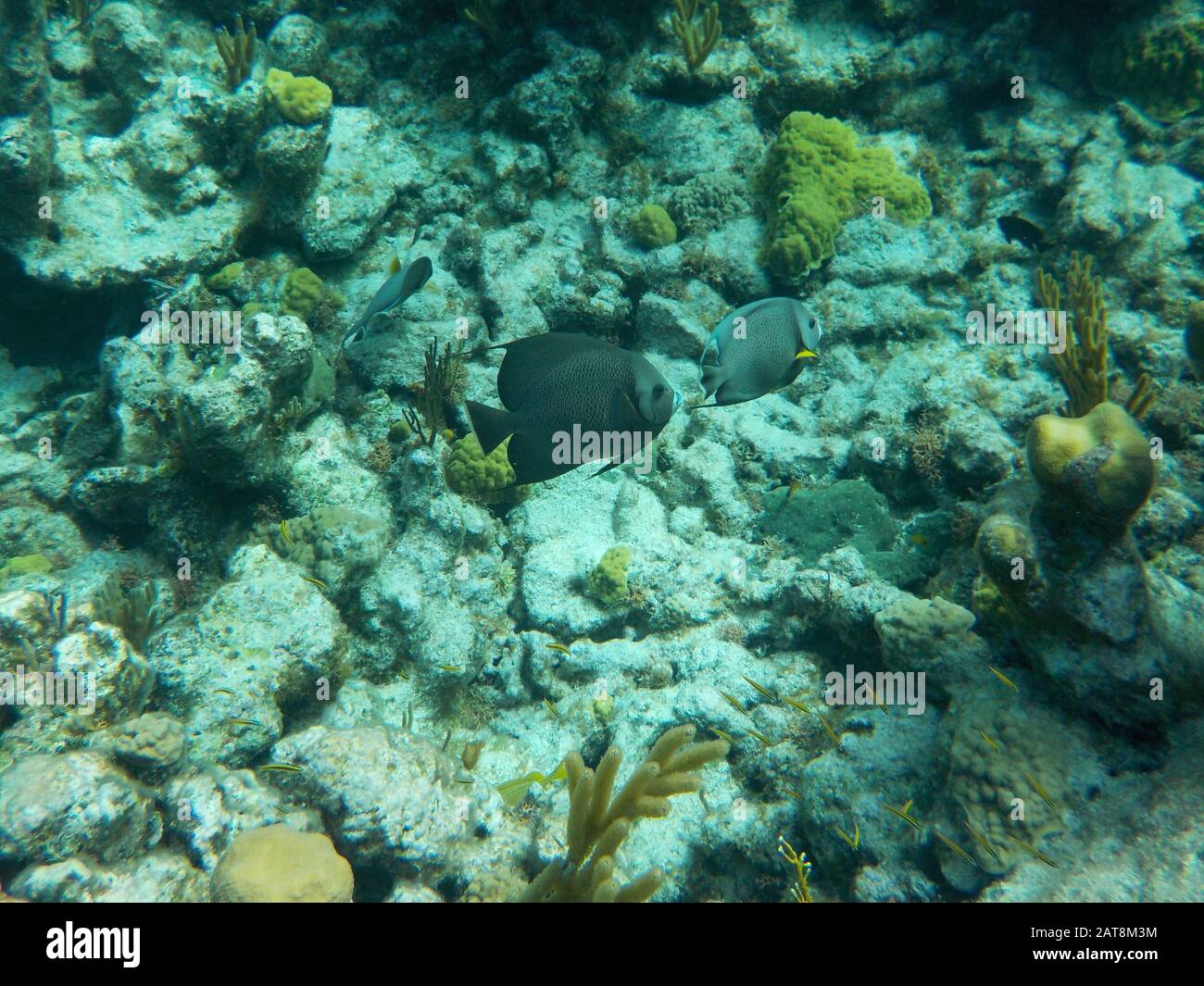 Blue tropical fish hi-res stock photography and images - Alamy