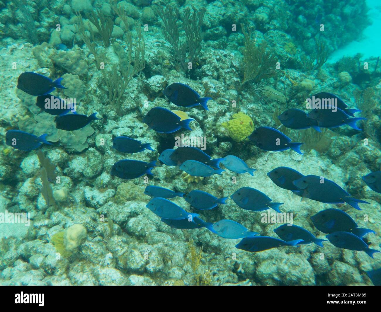 Tropical fish blue sea water ocean hi-res stock photography and images ...
