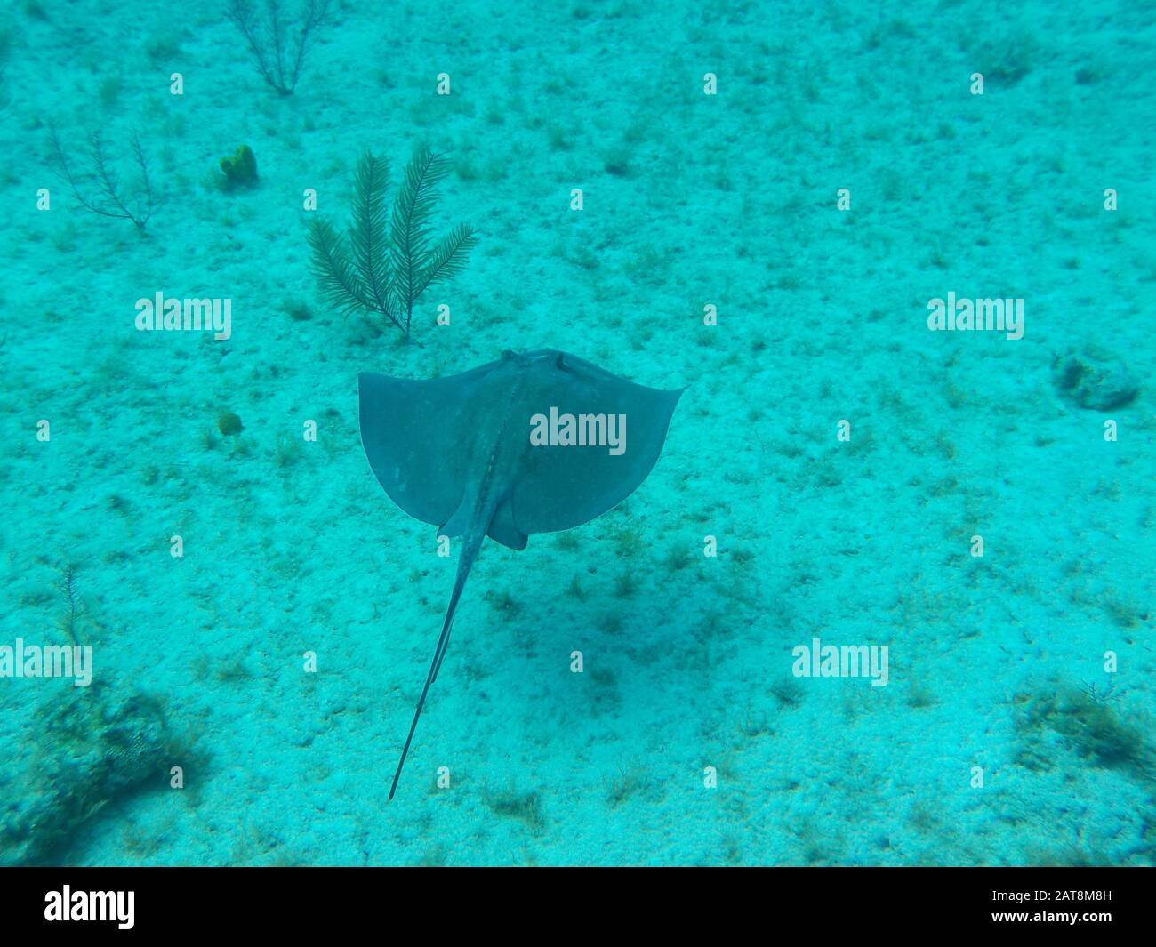 Stingray Ocean Floor High Resolution Stock Photography and Images - Alamy