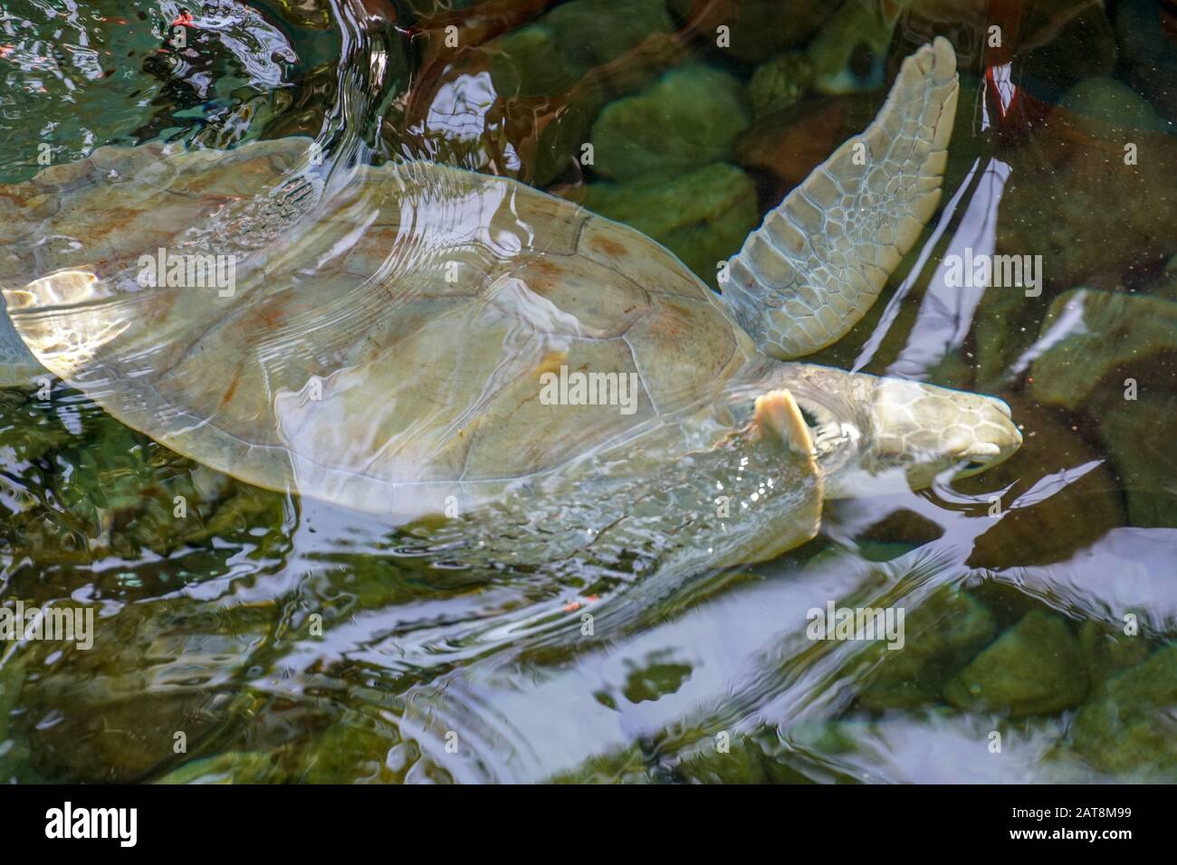 Close up of albino sea turtle. White sea turtle swimming in clear water ...