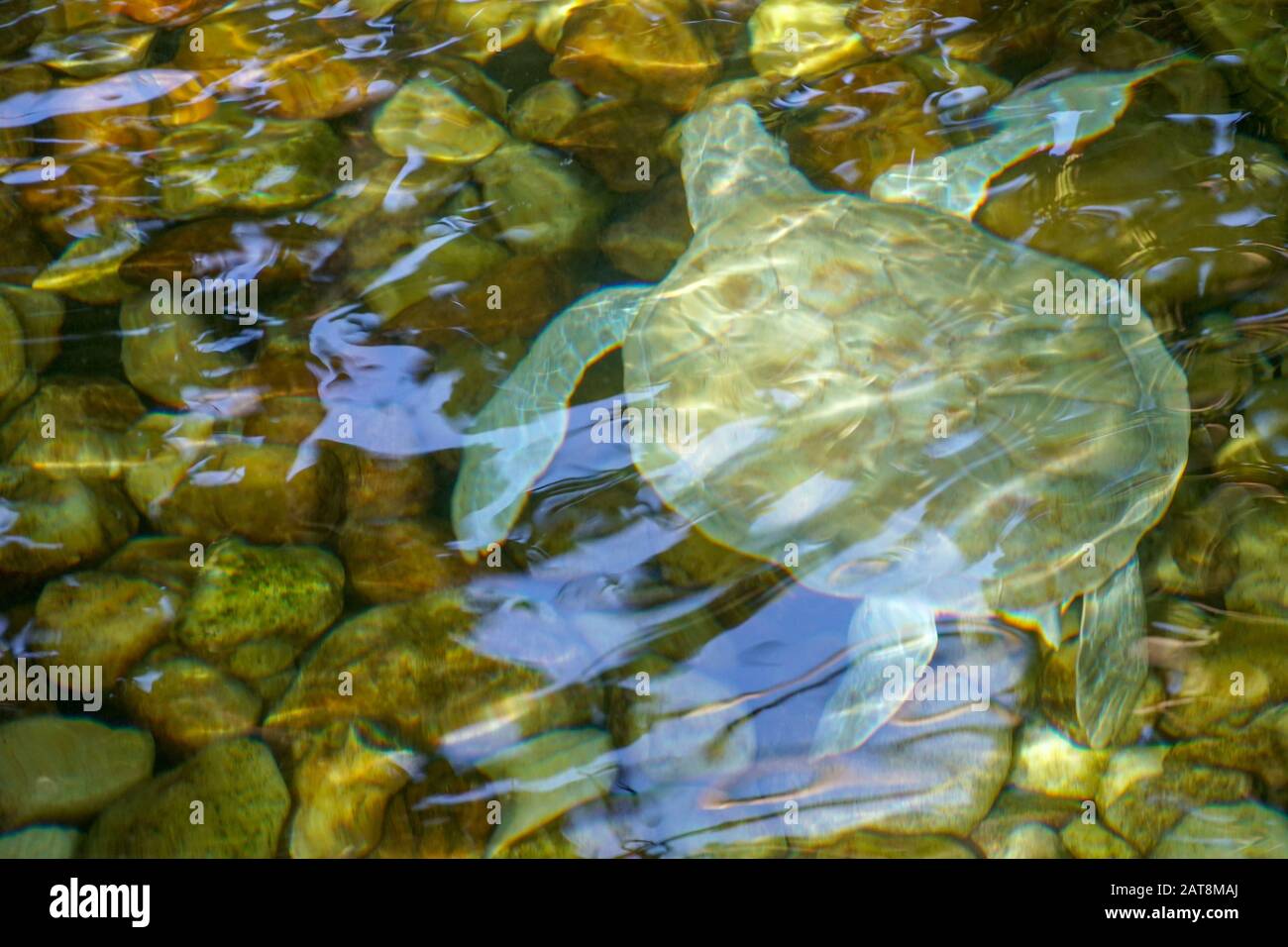 Close up of albino sea turtle. White sea turtle swimming in clear water ...