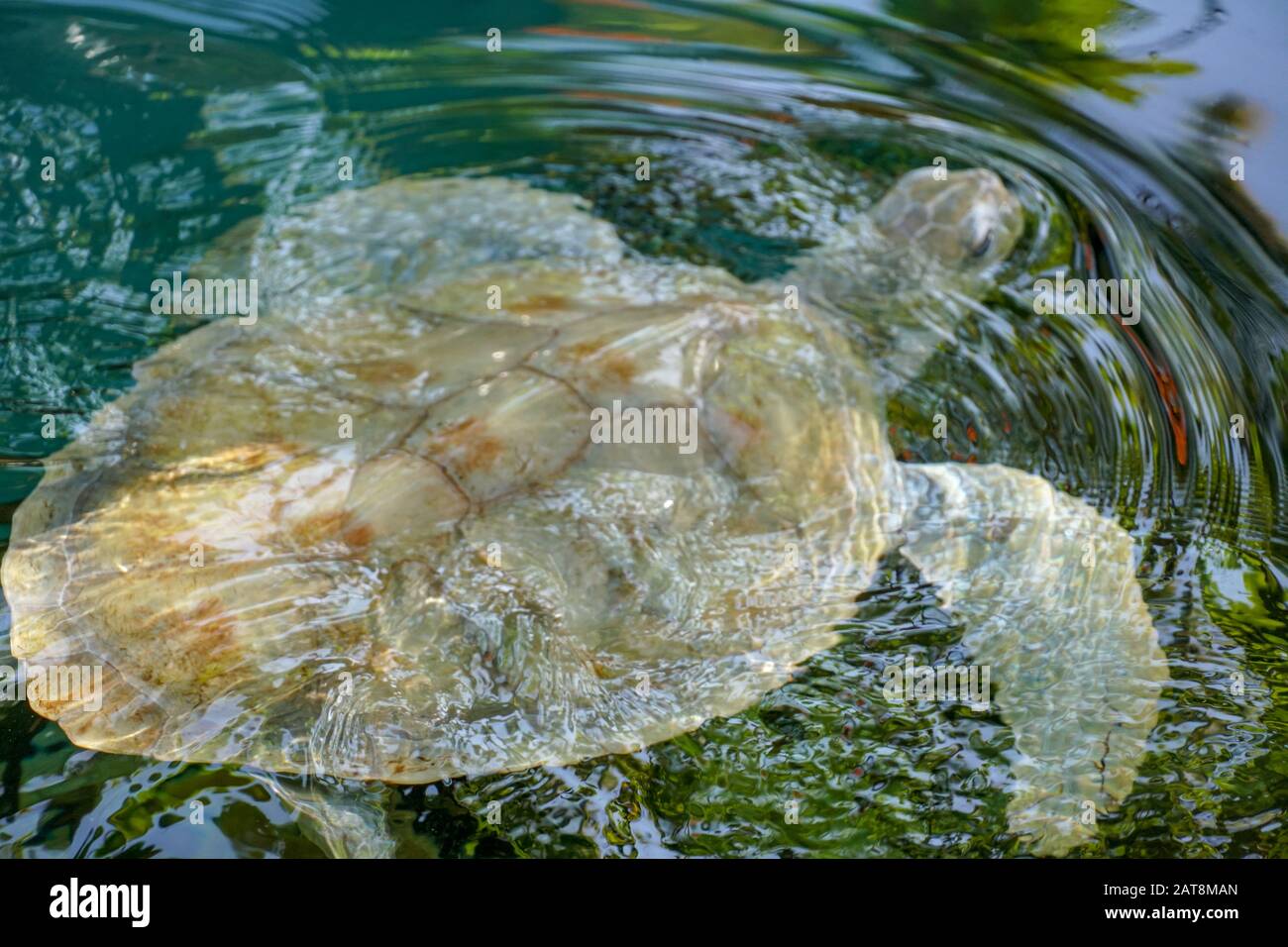 Close up of albino sea turtle. White sea turtle swimming in clear water ...