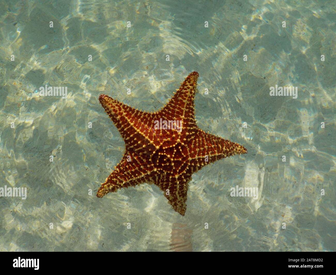 Bahamas starfish hi-res stock photography and images - Alamy